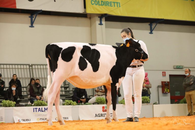 72ª Mostra Nazionale Frisona e Jersey Italiana - Fiera Agricola ...